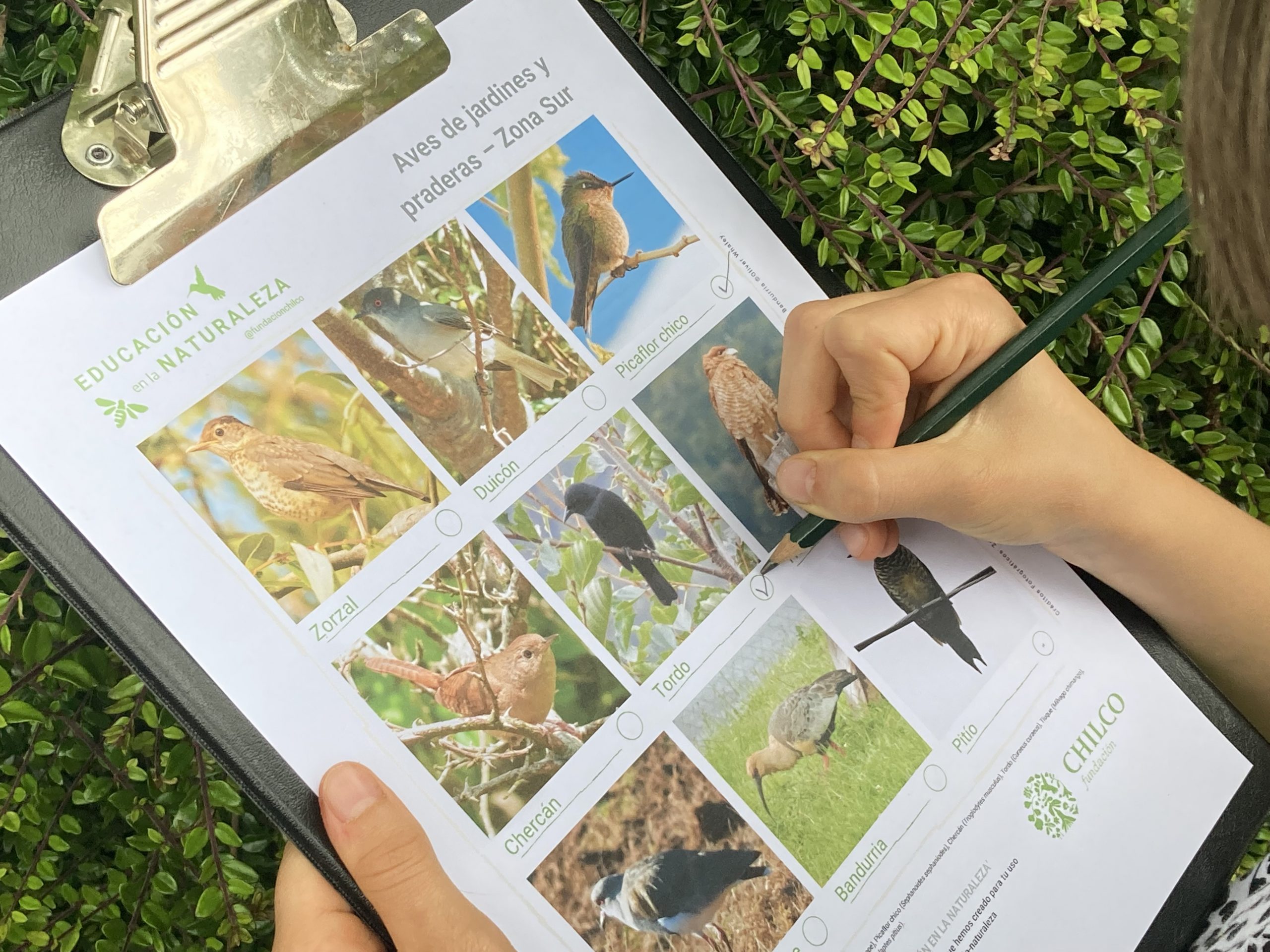 Aves de jardines y praderas – Zona Sur | Fundación Chilco