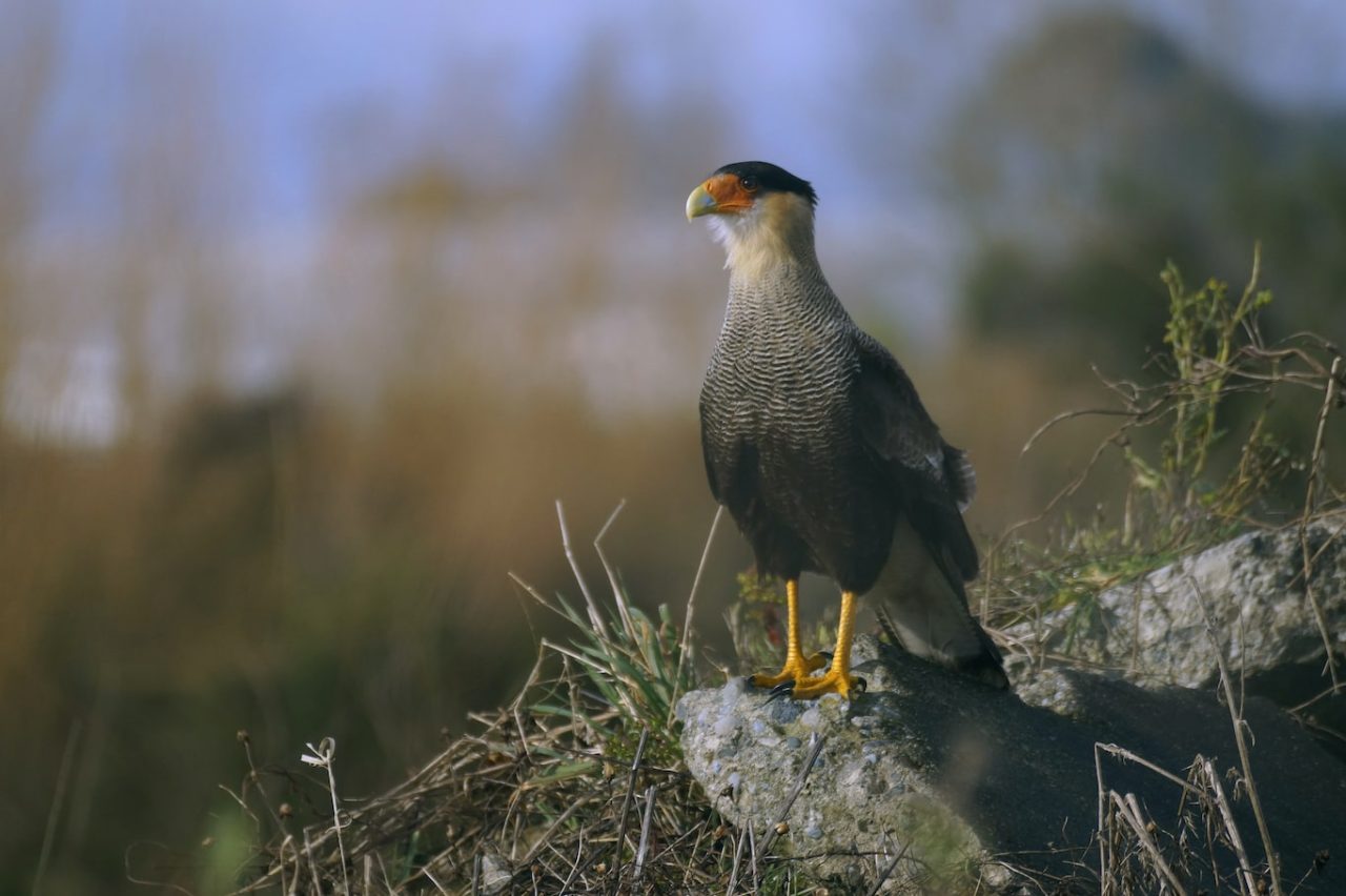 Centro de Conservación Vodudahue | Fundación Chilco