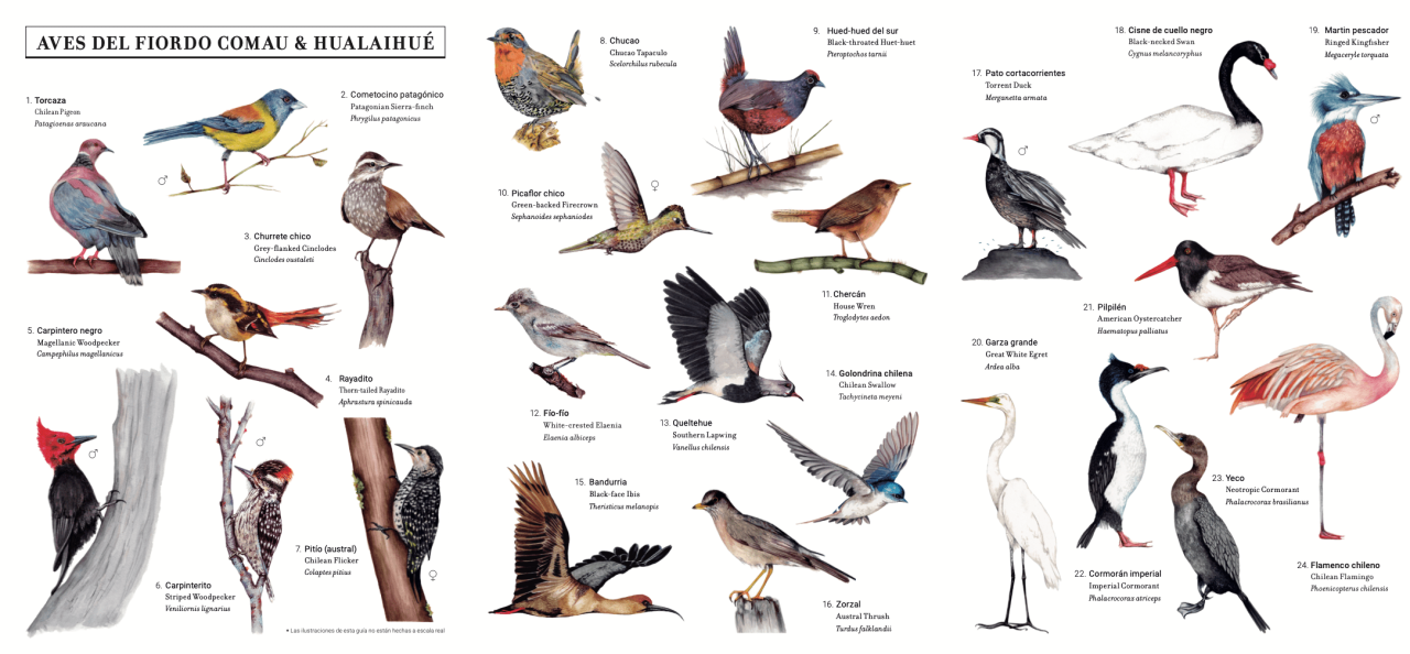 Guía de campo: Aves del Fiordo Comau y Hualaihué | Fundación Chilco