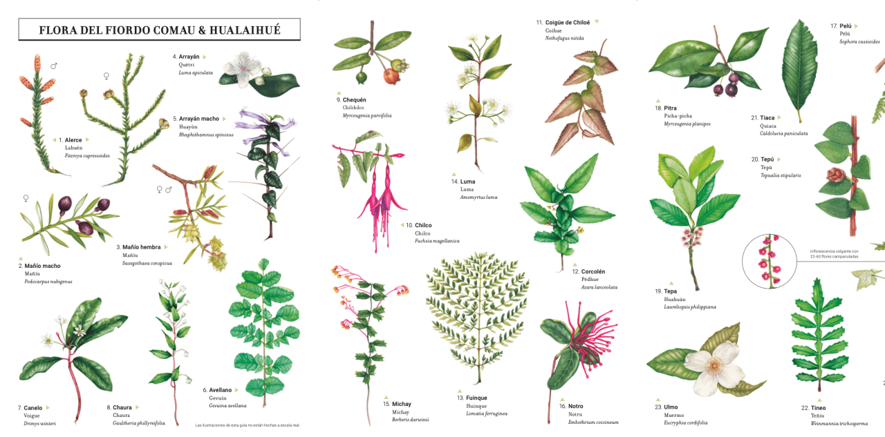 Guía de Campo: Flora del Fiordo Comau y Hualaihué | Fundación Chilco