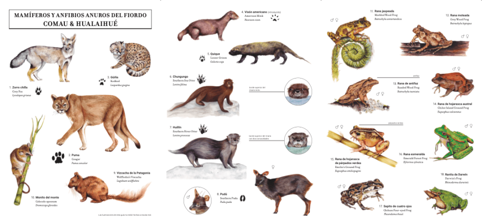 Guía de Campo: Mamíferos y Anfibios del Fiordo Comau y Hualaihué | Fundación Chilco